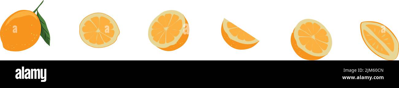 A line of cut and whole orange illustrations isolated on a white ...