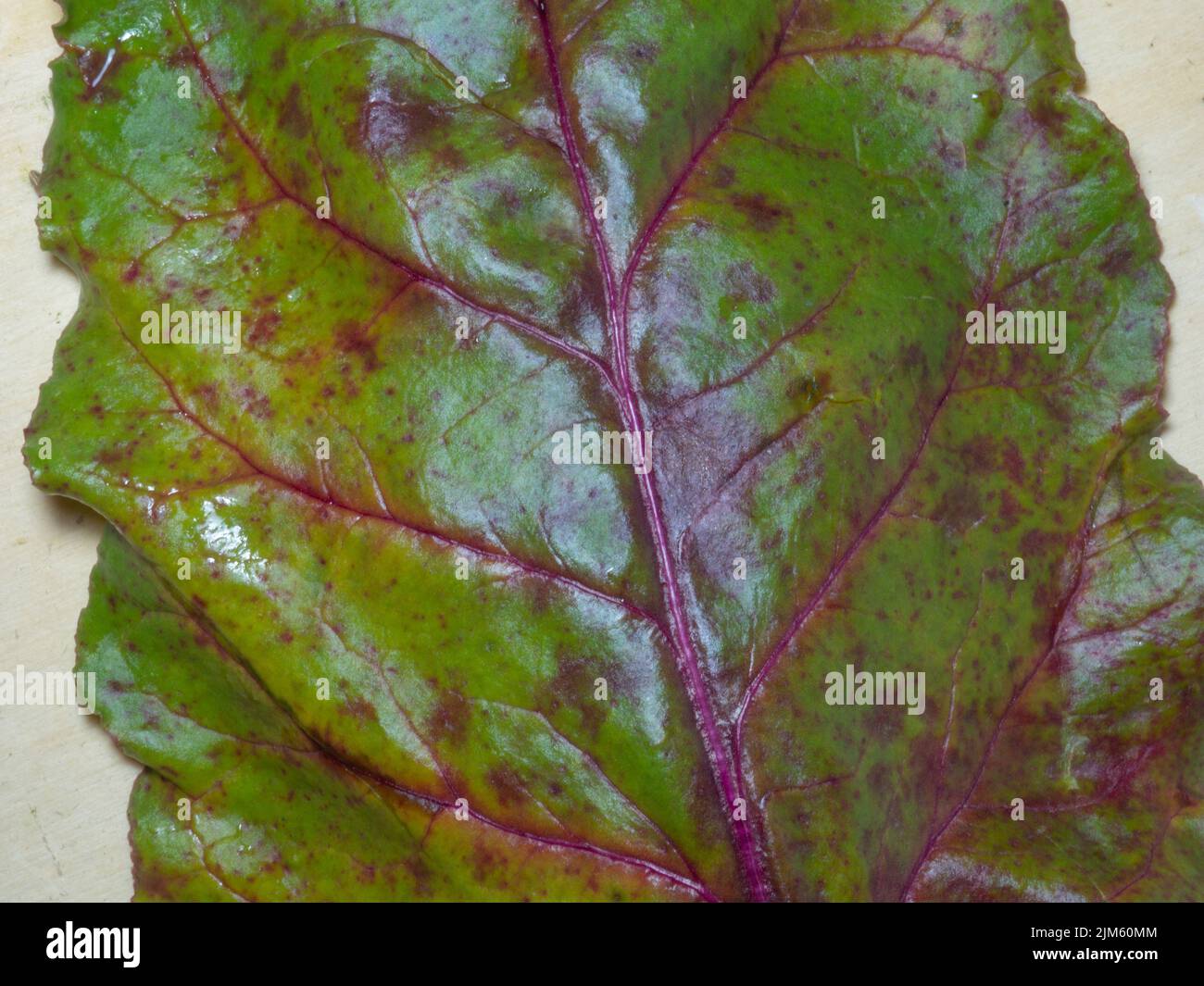 Beet leaf. Sheet structure. An ingredient for borscht. Greens for soup ...