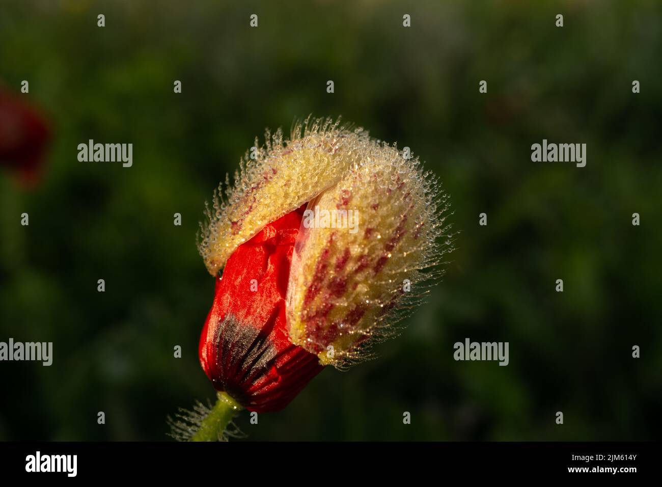 Pretty purple poppy flower hi-res stock photography and images - Alamy