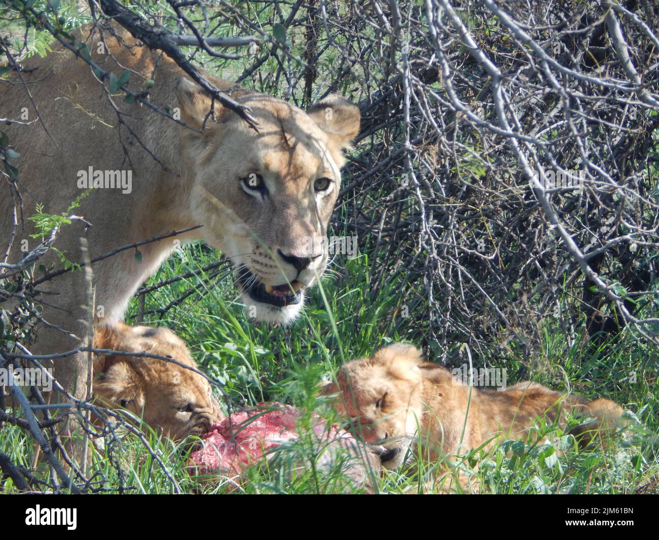 A female lion eating the prey with its baby Stock Photo - Alamy