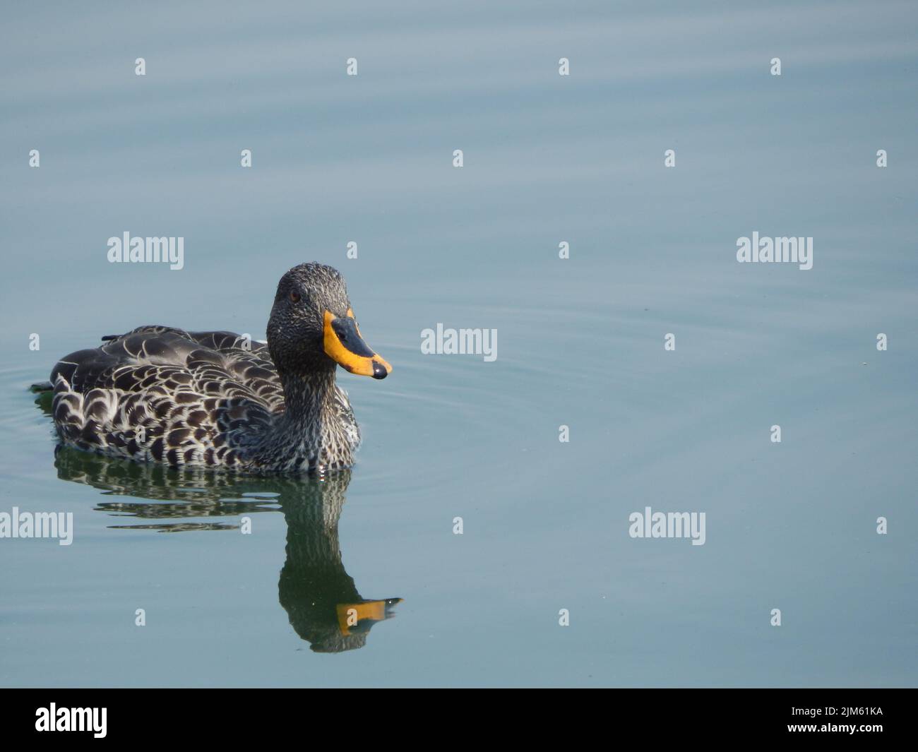 A duck wading in a lake in the morning Stock Photo - Alamy