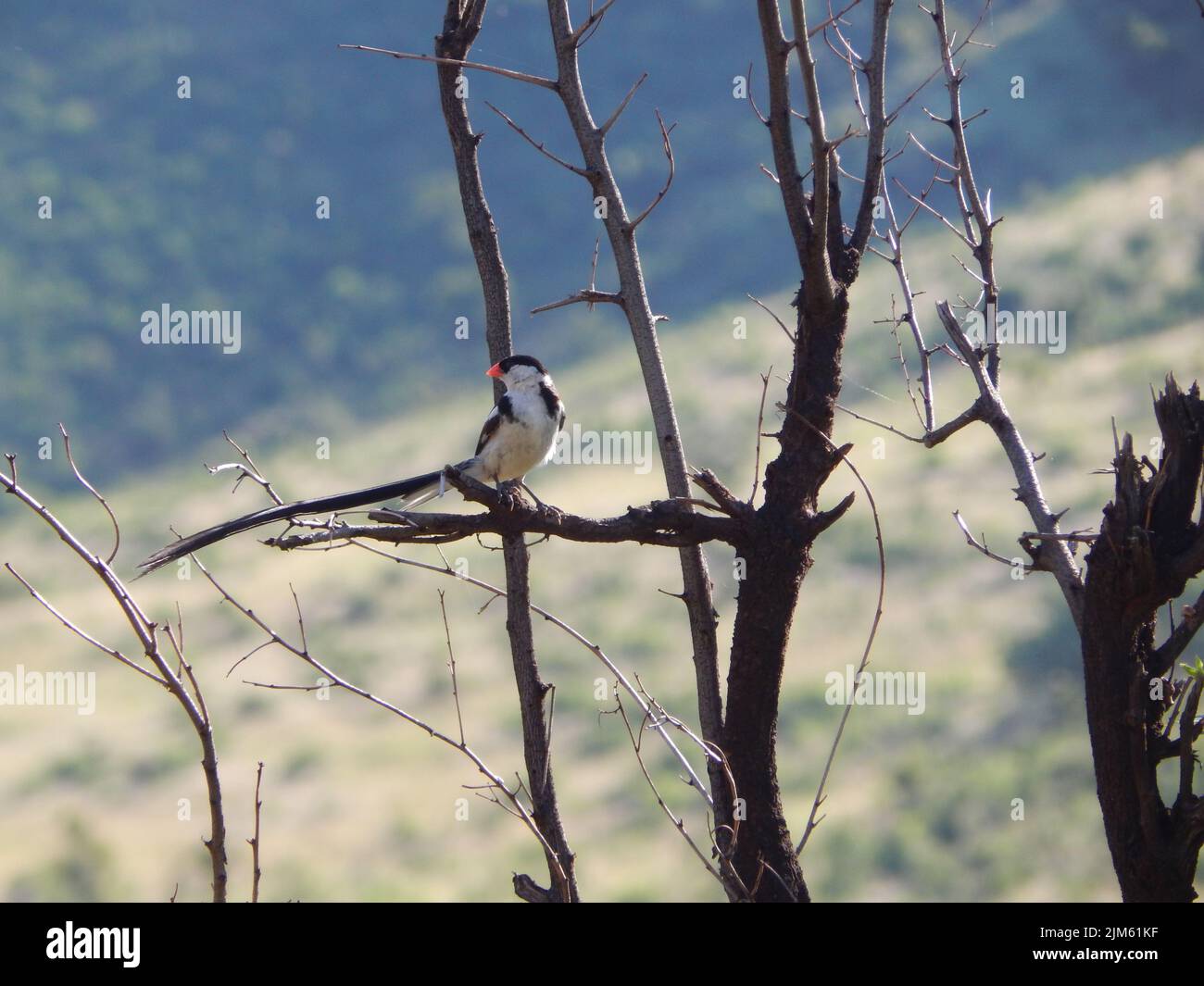 A selective of a pin-tailed whydah (Vidua macroura) on a branch Stock ...