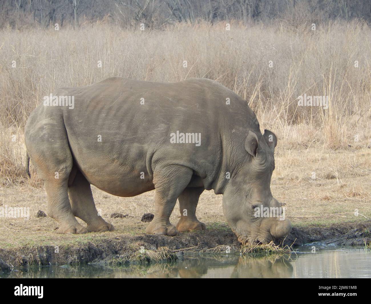 A selective of a rhino in a dry field on a sunny morning Stock Photo ...