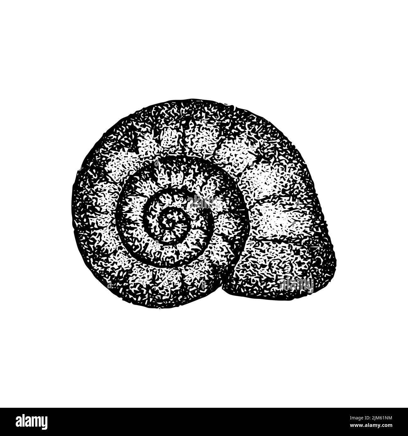 Fibonacci shell beach Stock Vector Images - Alamy