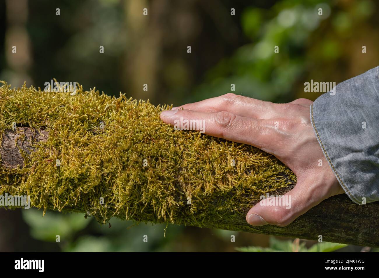 Hand of unrecognizable man leaning on tree moss, nature concept Stock ...