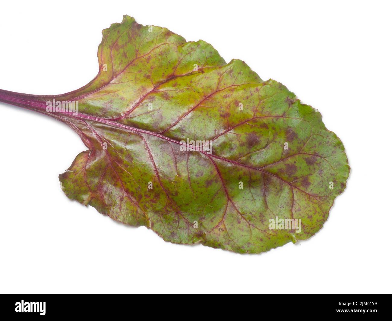 Beet leaf on a white background. Greens for soup on the table. Greenery ...