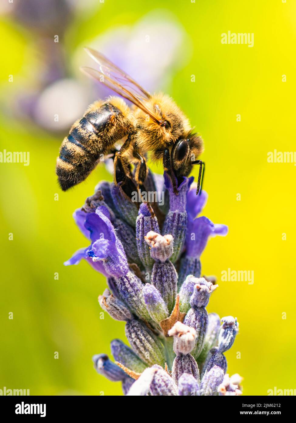 European Honey Bee or Western Honey Bee, Apis mellifera on lavender ...
