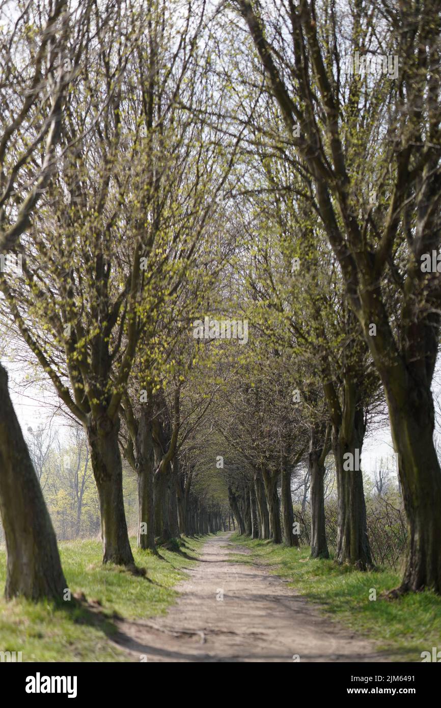 A vertical shot of a pathway between two lines of trees in a forest ...