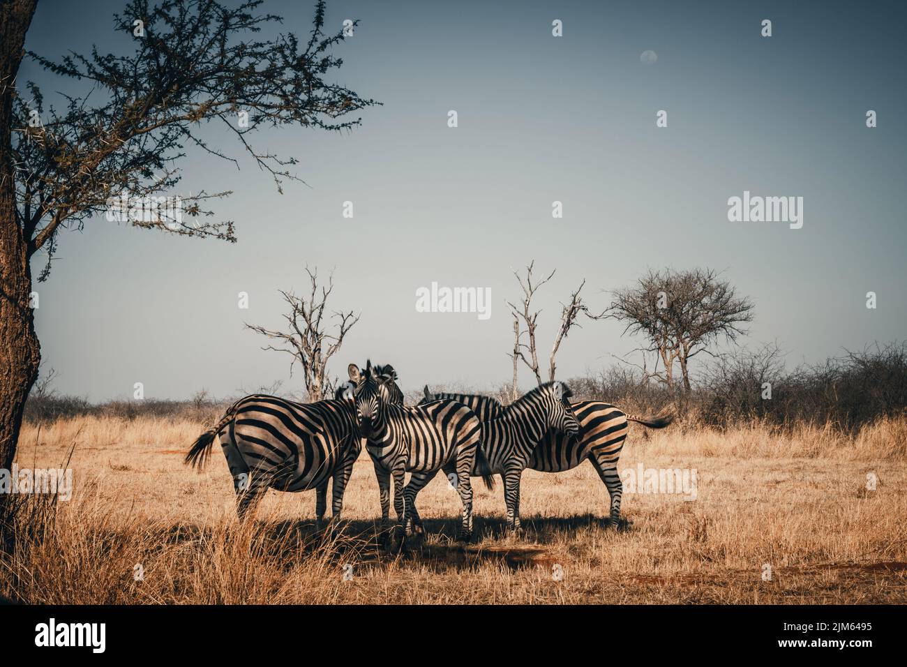 Zebra under shade tree hi-res stock photography and images - Alamy