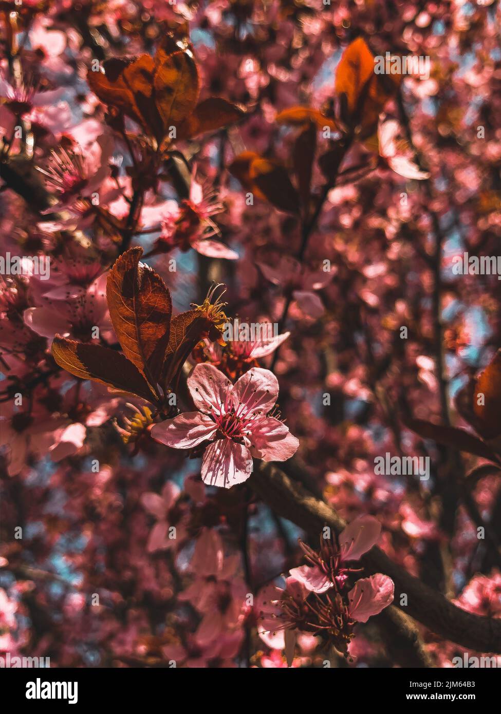 A shallow focus shot of a pink cherry blossom flower with blurred sunny ...