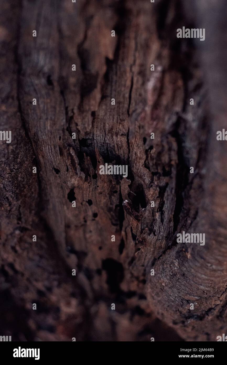 Broken tree trunk showing inside and all the bark that is falling off ...