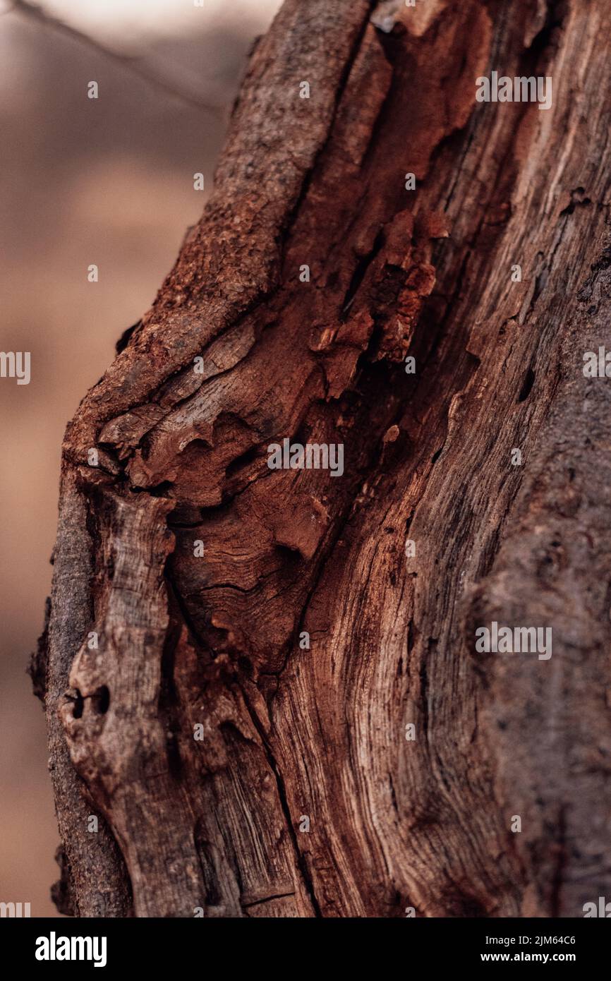Broken tree trunk showing inside and all the bark that is falling off ...