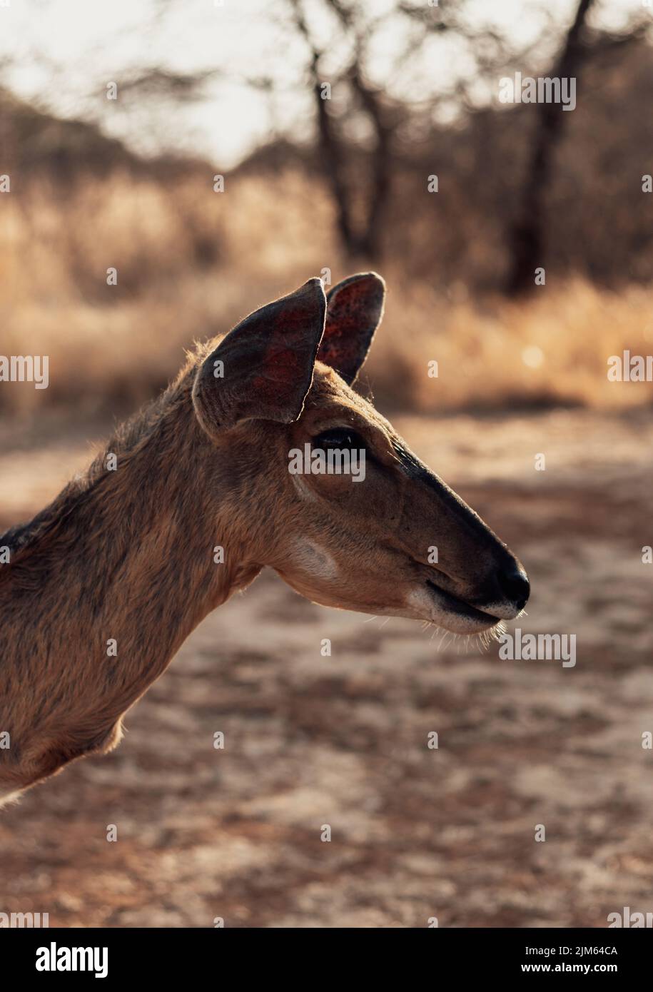 A Baby buck wondering through the bush looking for food. Surrounded by ...