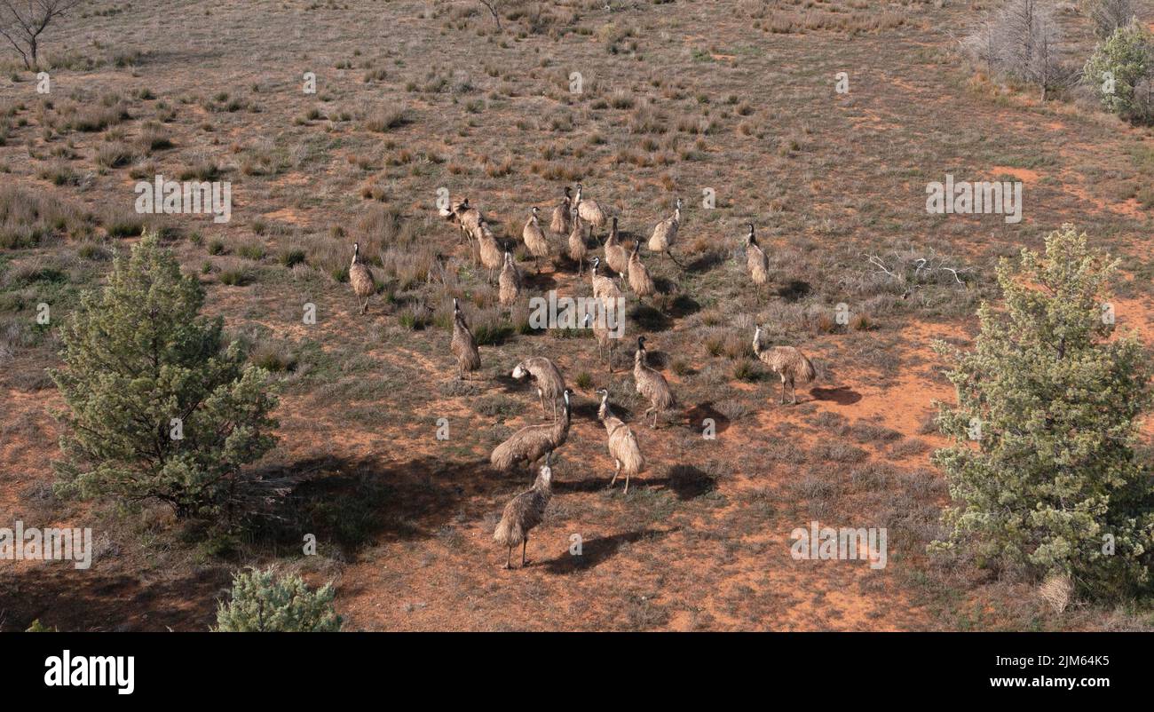 Wild emu flock in outback Queensland, Australia Stock Photo - Alamy