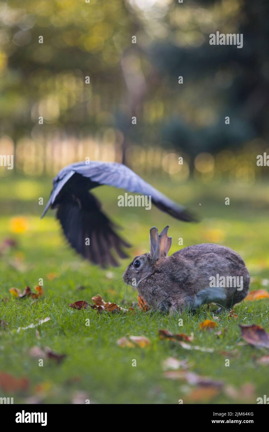 Funny bird flying garden hi-res stock photography and images - Alamy