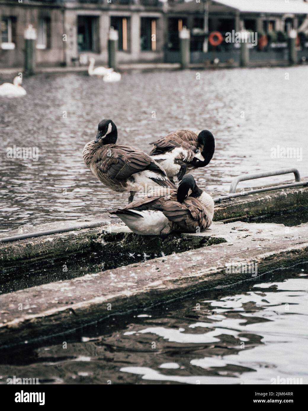 A vertical shot of geese sitting on a rock next to a lake in which ...
