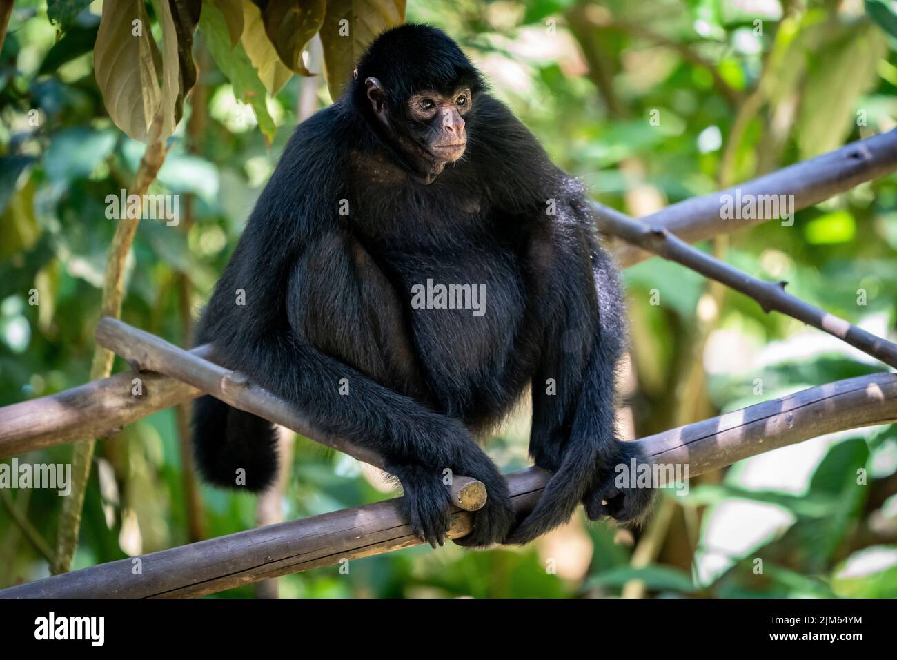Zoo spider hi-res stock photography and images - Alamy