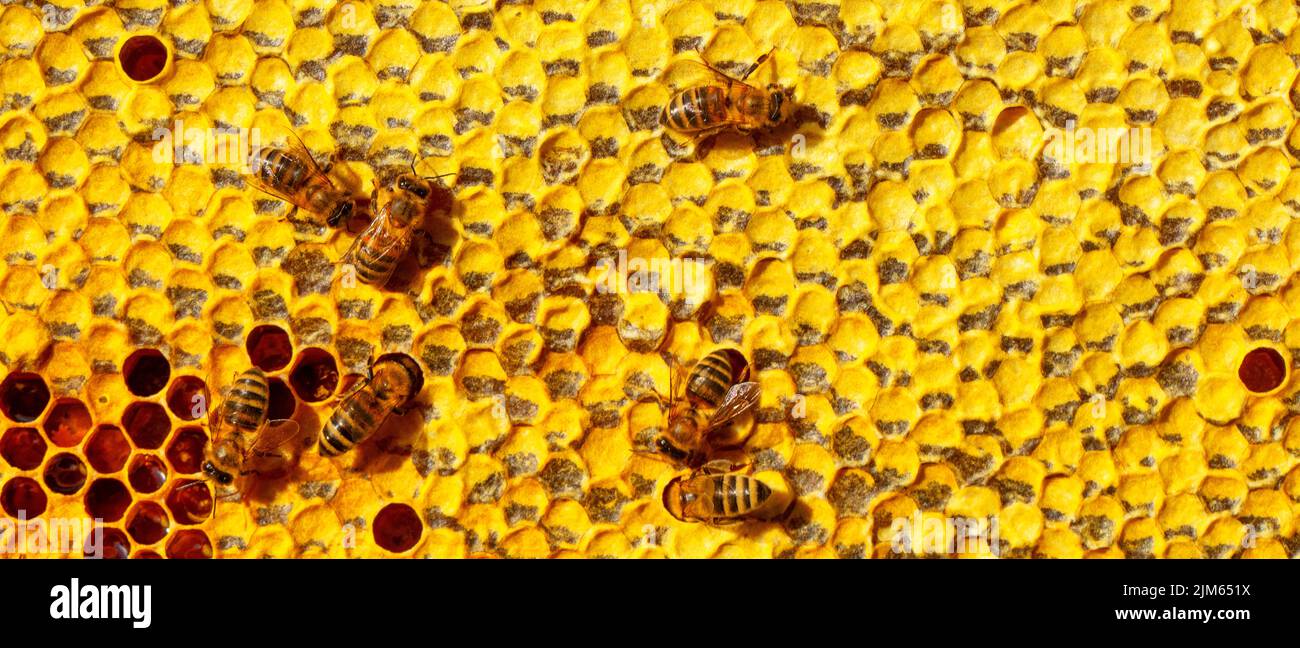 Piece fresh honeycomb bees hi-res stock photography and images - Alamy
