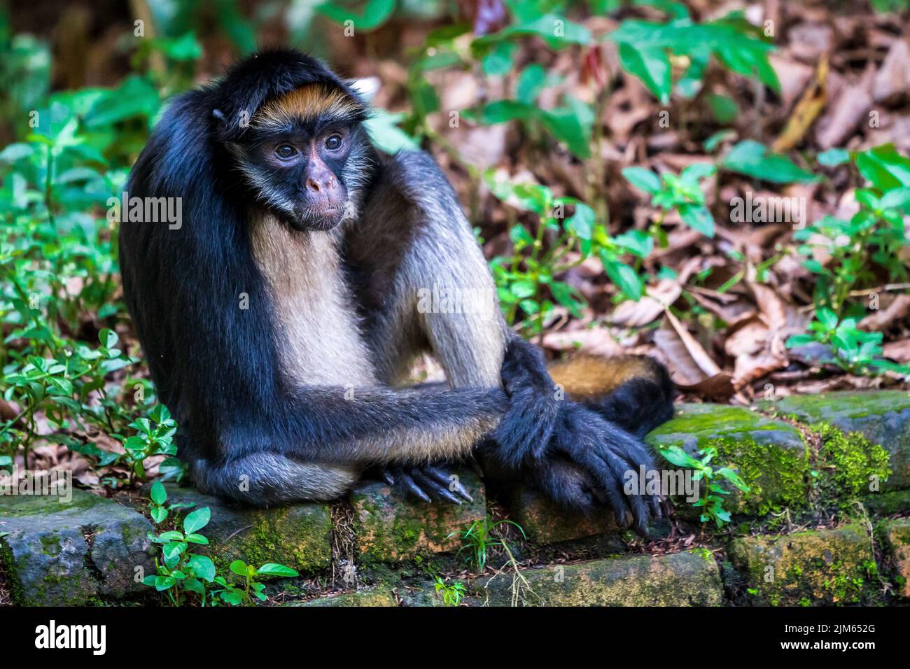 Much of the wildlife at Quistococha Zoo in Iquitos, Peru is rescued ...
