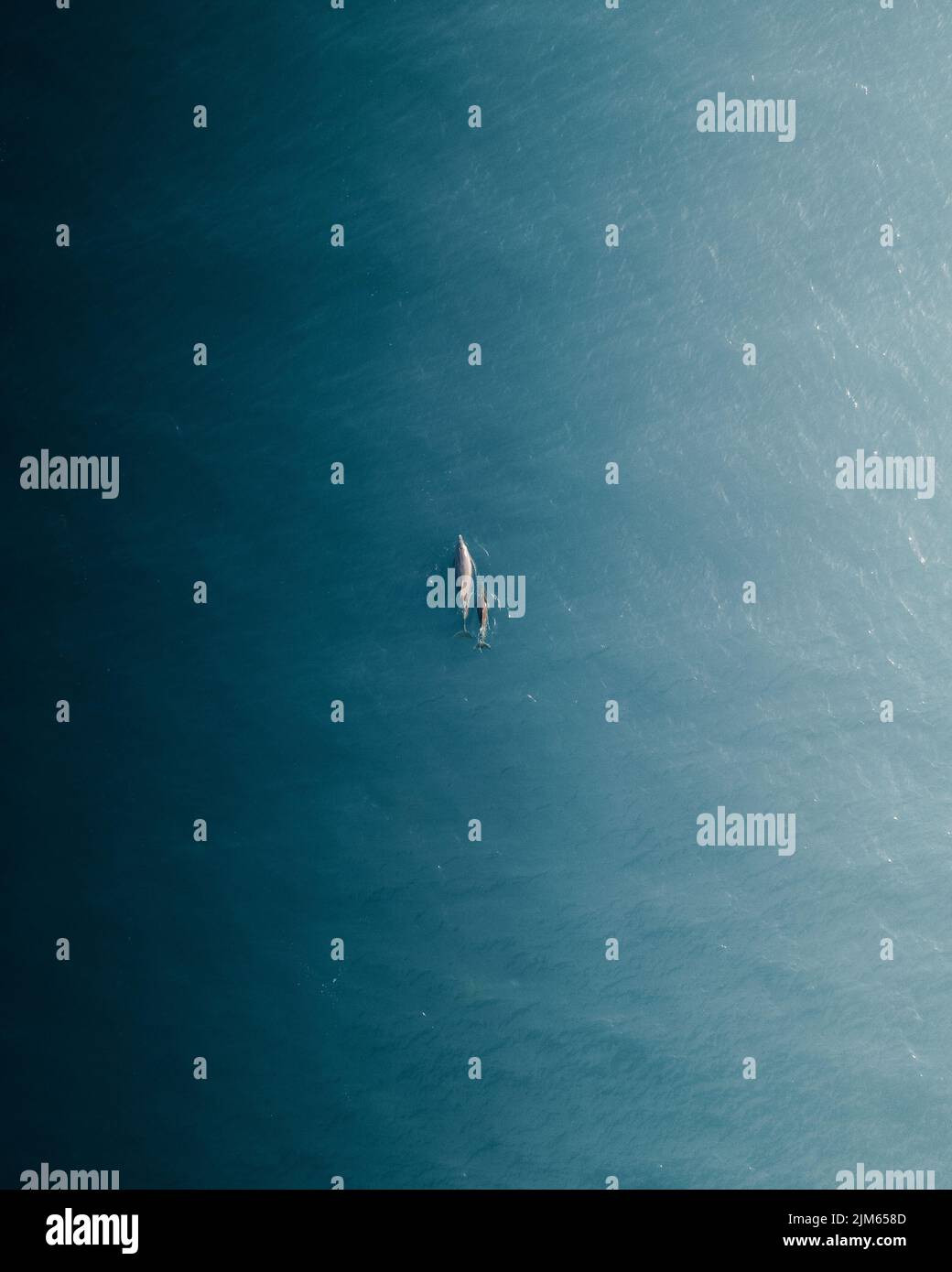 Aerial view of dolphins hi-res stock photography and images - Alamy