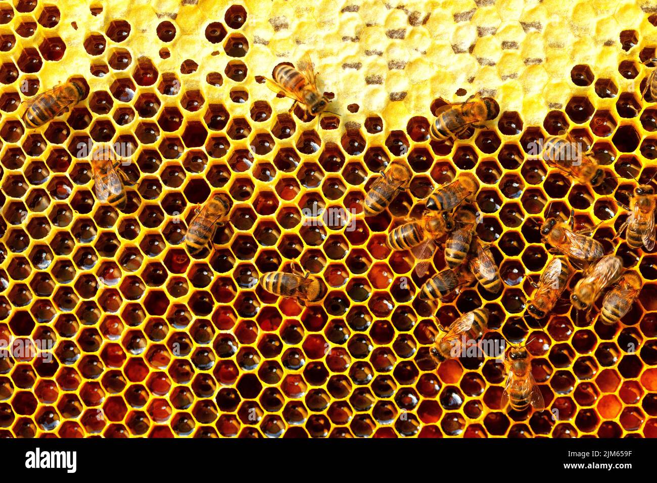 Piece fresh honeycomb bees hi-res stock photography and images - Alamy