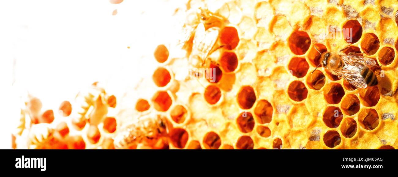 Piece fresh honeycomb bees hi-res stock photography and images - Alamy