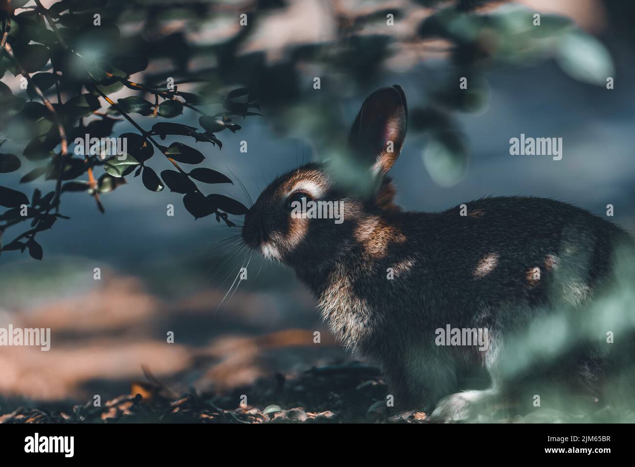 An adorable scared rabbit hiding under the shadow of a tree Stock Photo ...