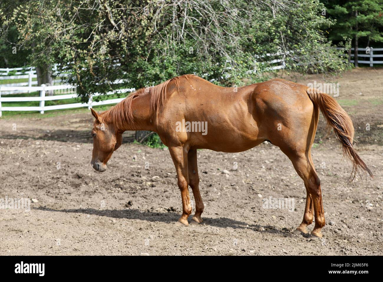 A brown horse on a farm Stock Photo - Alamy