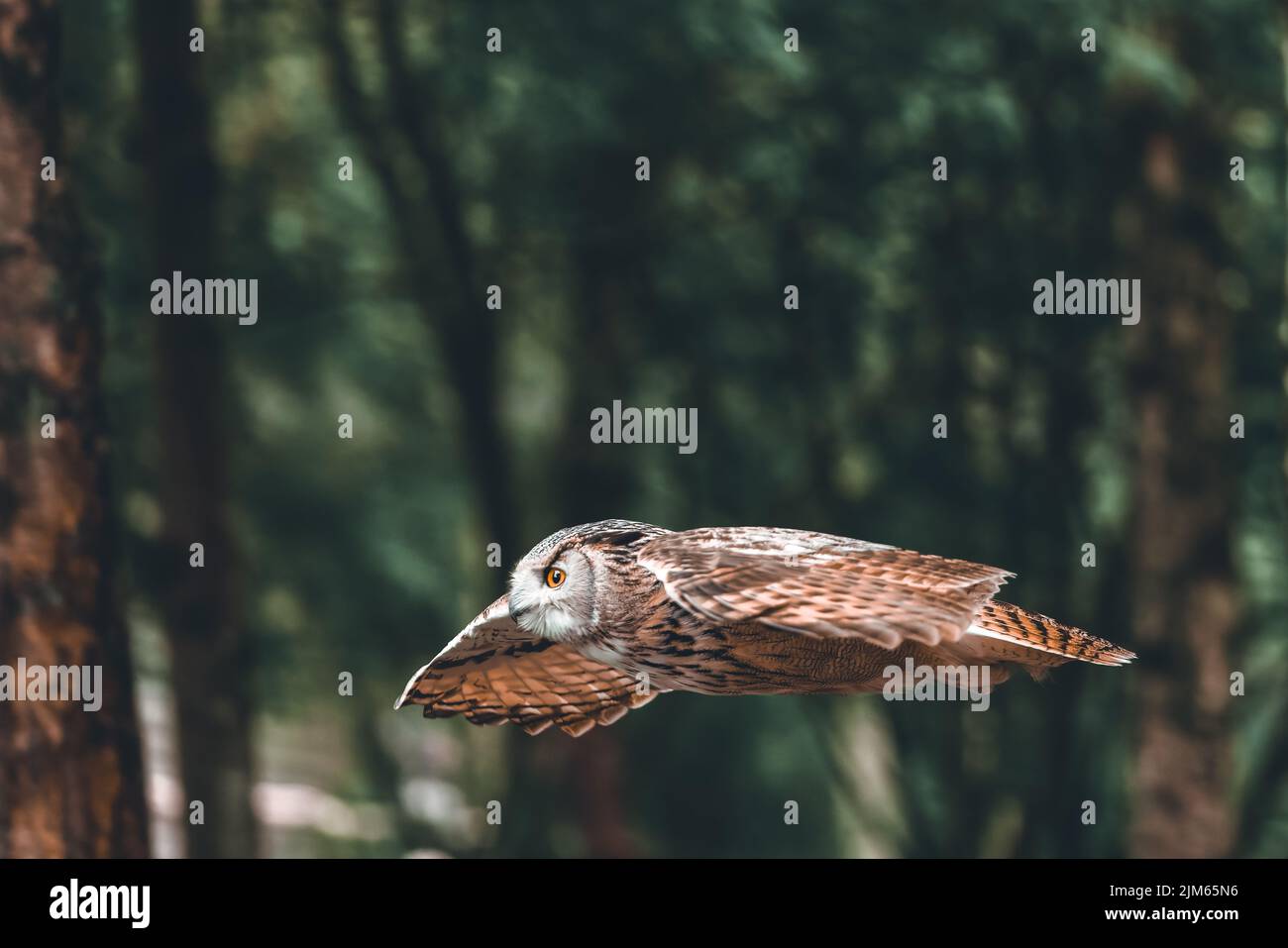 A Eurasian eagle-owl flying with trees in the background Stock Photo ...