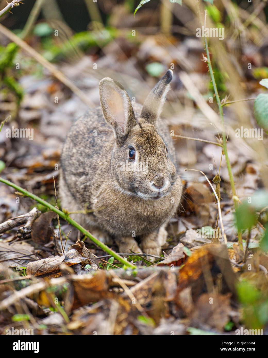 Japanese hare hi-res stock photography and images - Alamy
