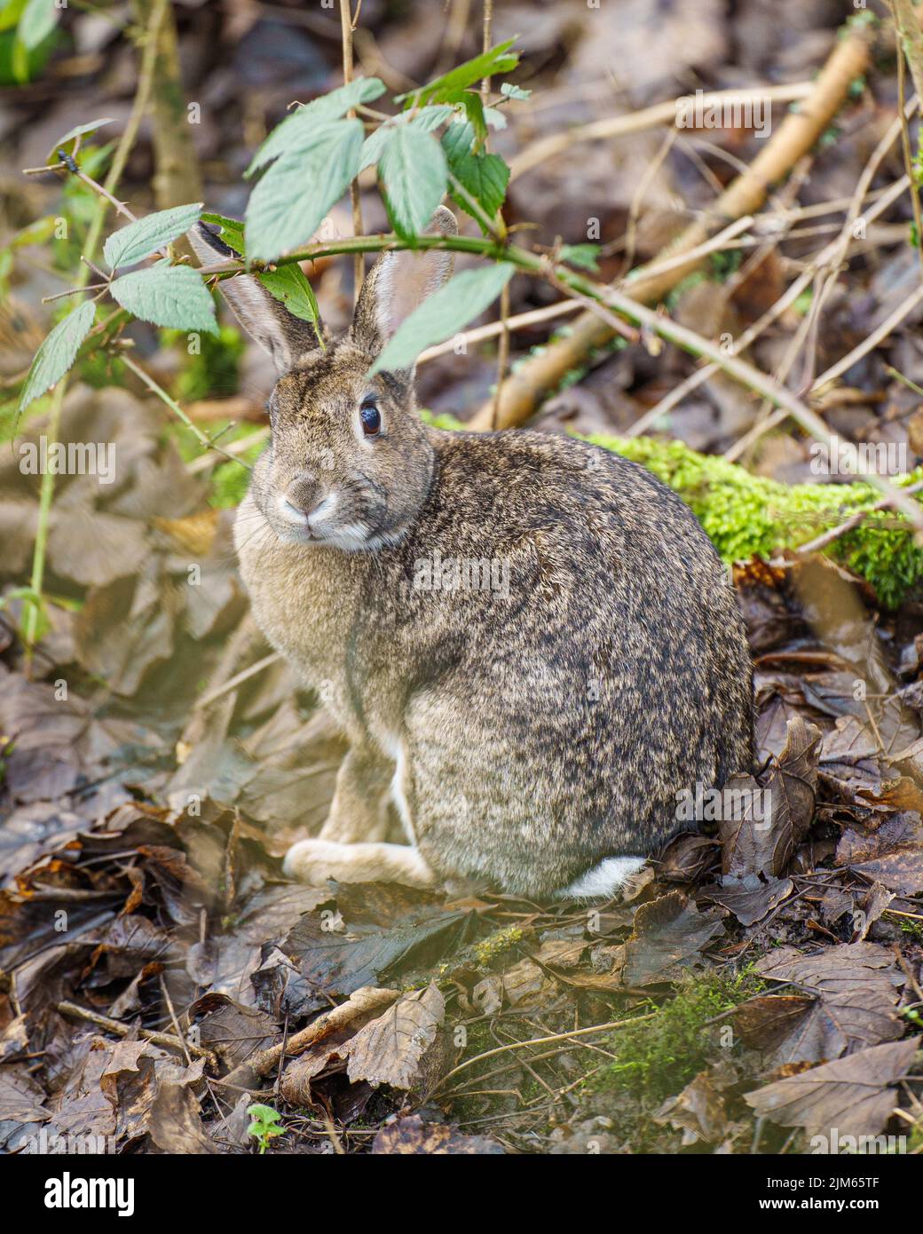 Japanese hare hi-res stock photography and images - Alamy