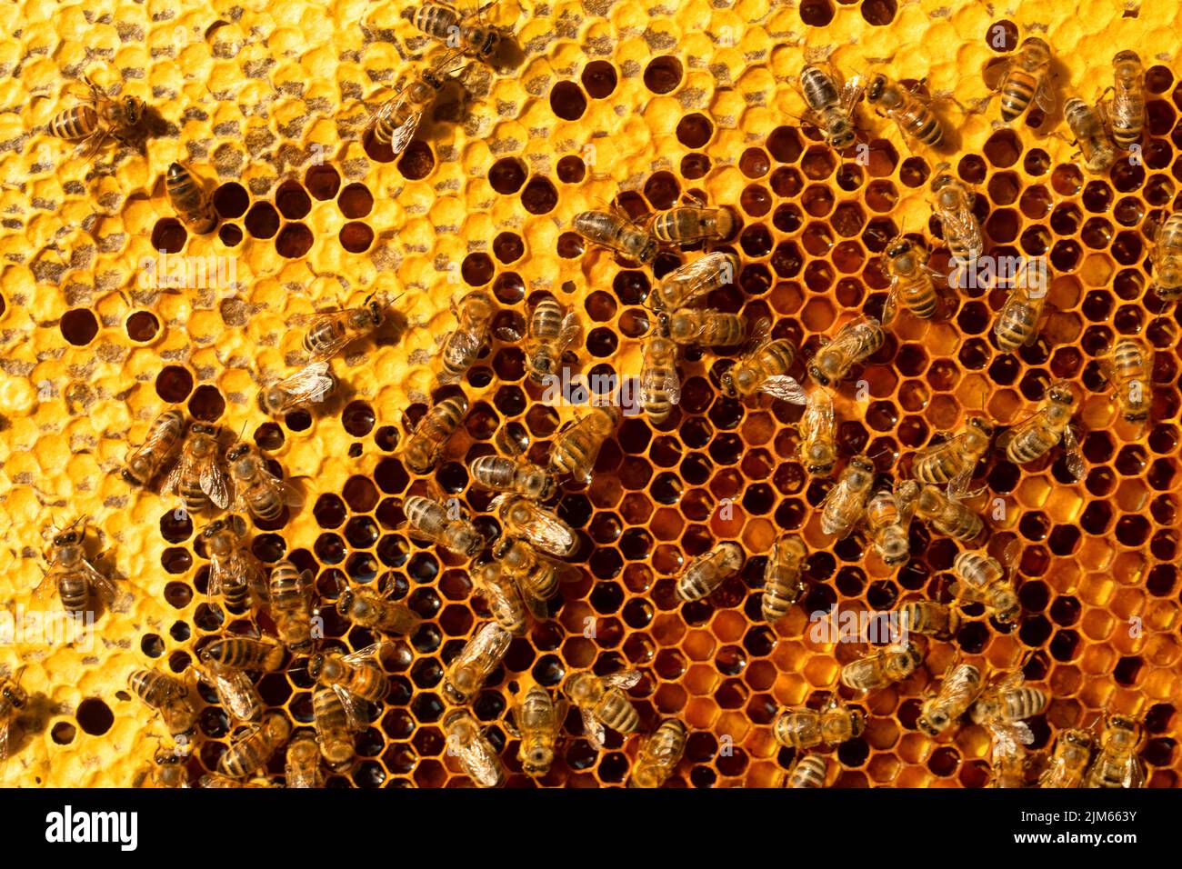 Bees in a beehive on wax. Fresh honey Stock Photo - Alamy