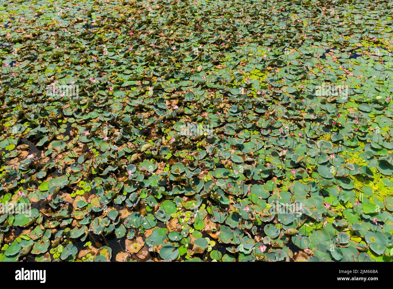 Lotus flower from top view hi-res stock photography and images - Alamy