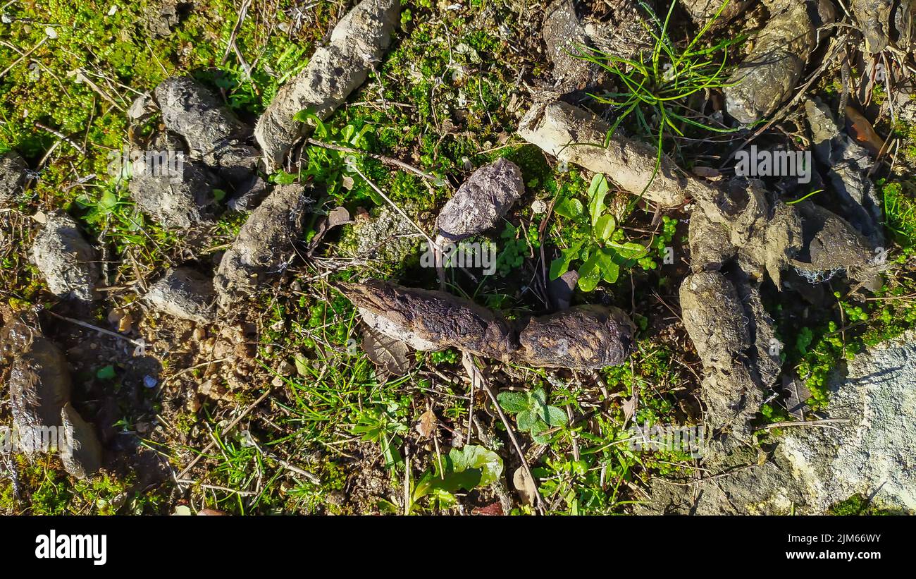 Latrine lynx hi-res stock photography and images - Alamy