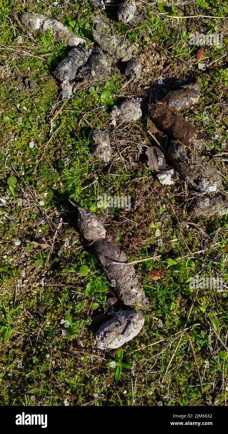 Latrine lynx hi-res stock photography and images - Alamy