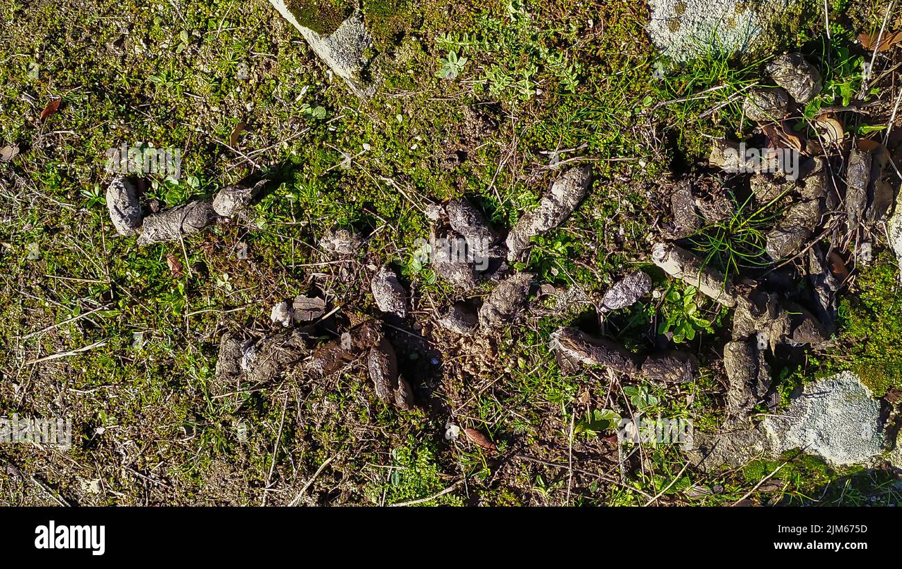 Excrement marking territory hi-res stock photography and images - Alamy