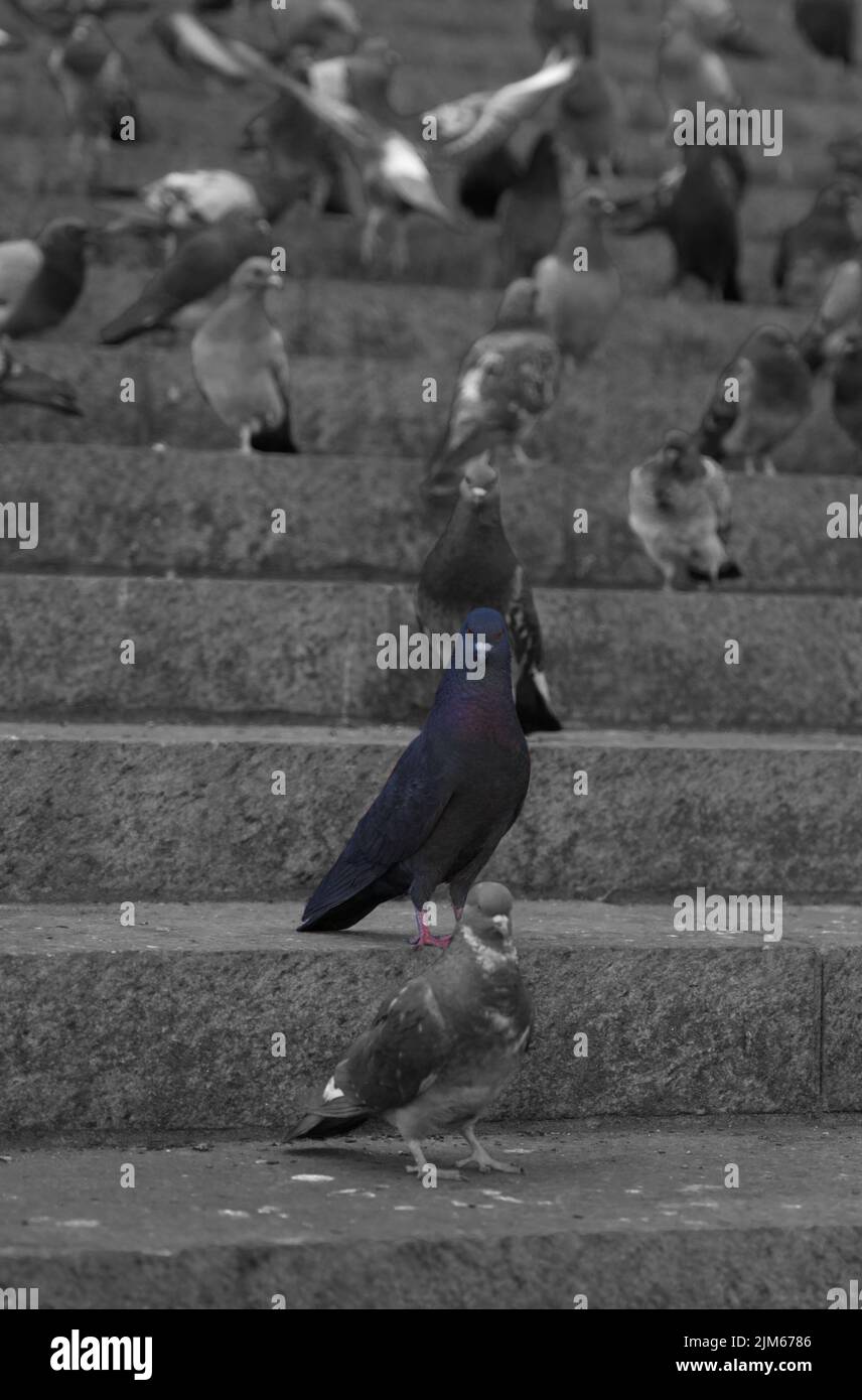 A vertical grayscale closeup of the pigeons on the stone staircase ...
