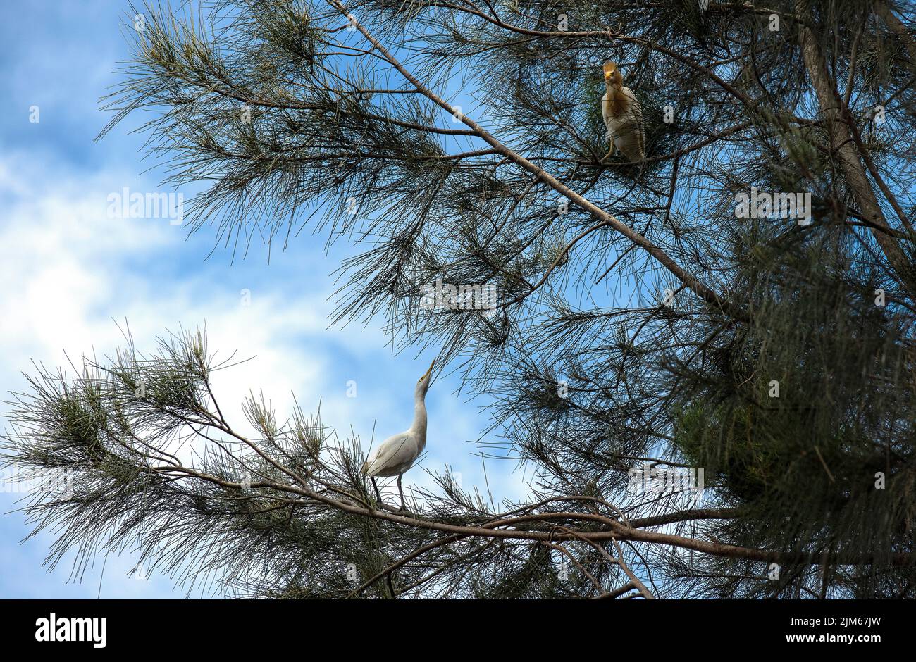 A Cattle Egret (Bubulcus ibis) collecting nesting material in Sydney ...