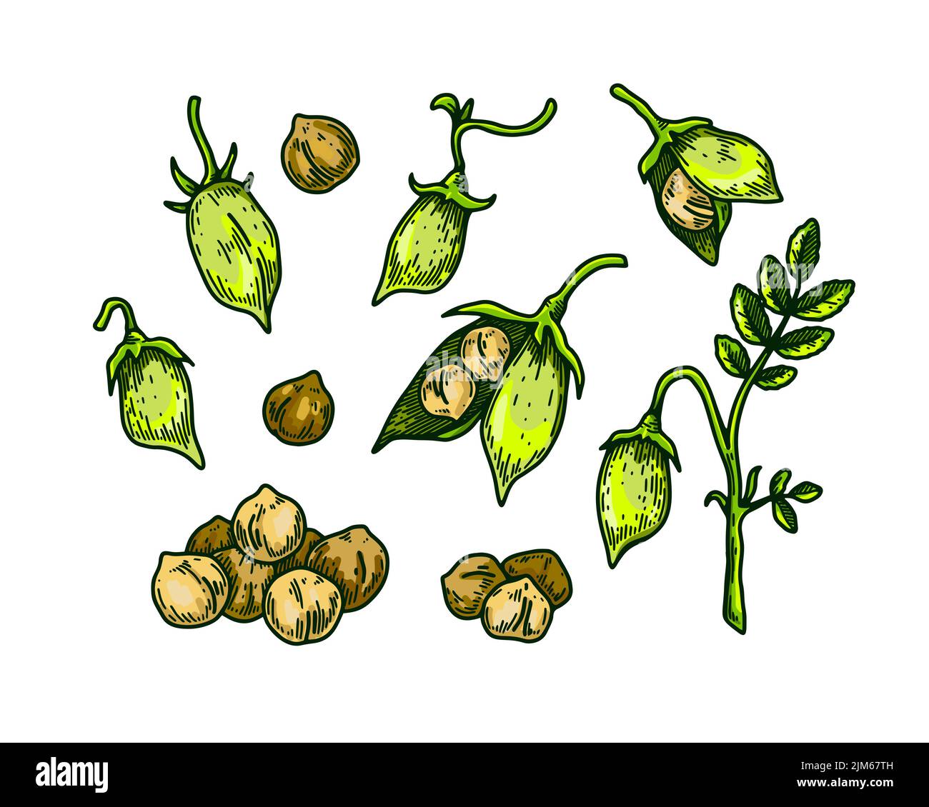 Set of chickpeas design elements. Hand drawn colorful botany collection ...