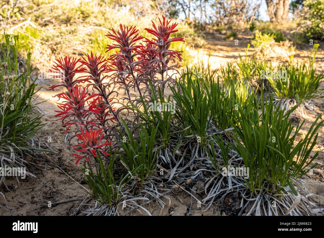 Trailside wildflowers hi-res stock photography and images - Alamy