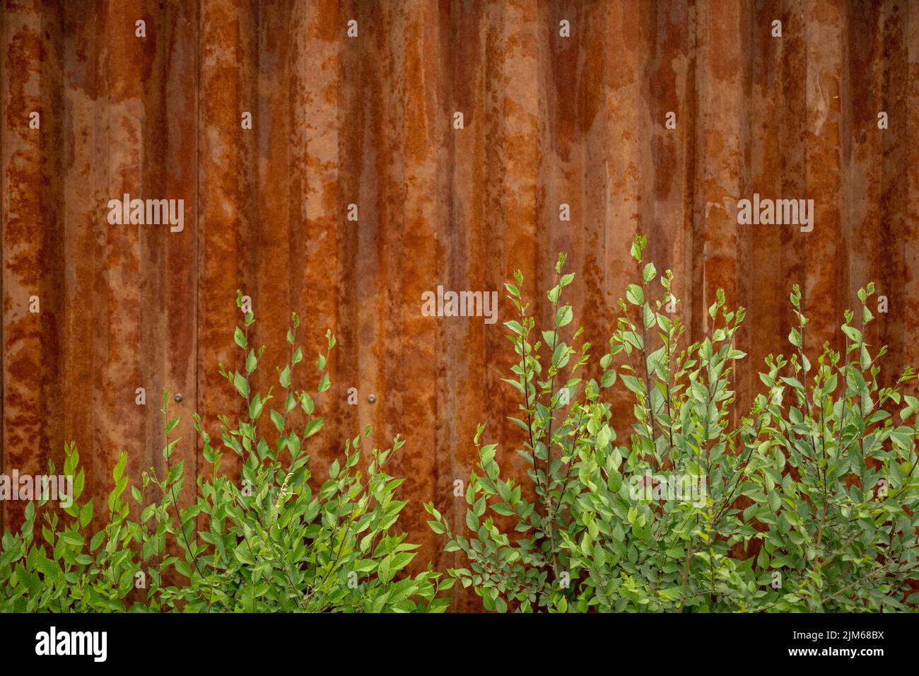 Rusted Metal Panel Fence With Bright Green Plant Growing Stock Photo ...