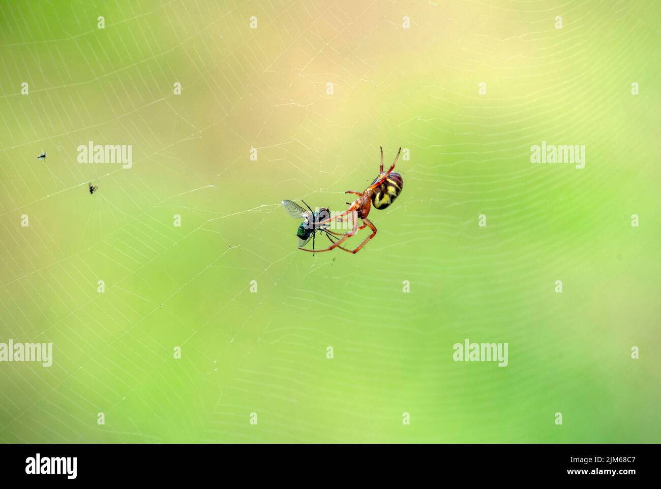 Spider catches housefly hi-res stock photography and images - Alamy