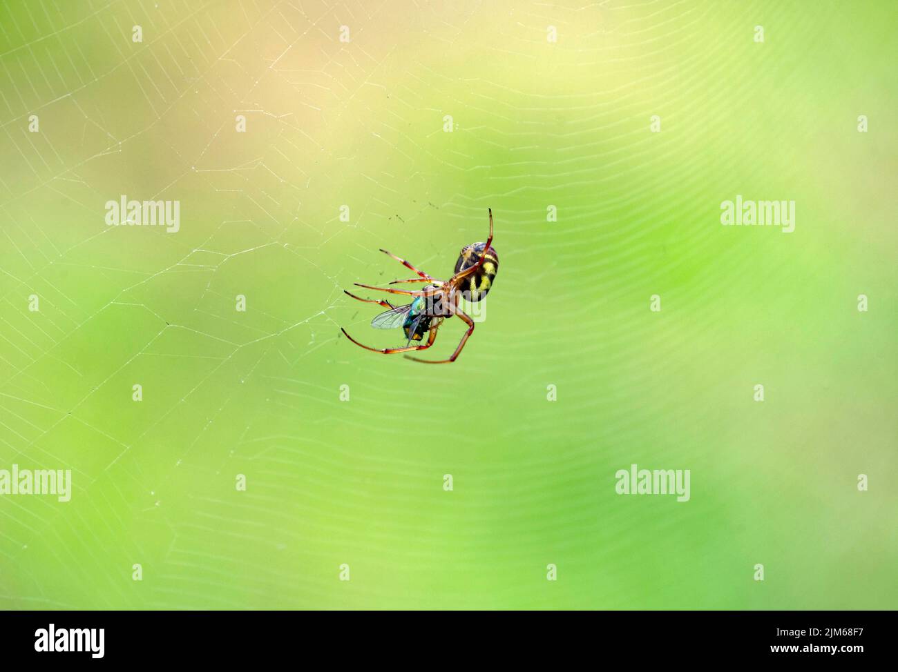 Spider catches housefly hi-res stock photography and images - Alamy