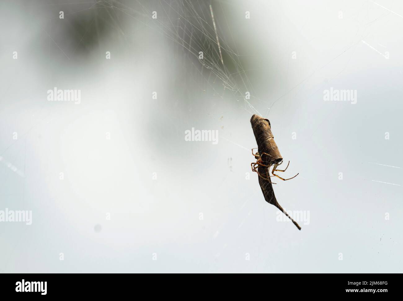 A pair of Australian Garden Orb Weaver Spiders (Argiope catenulata) in ...