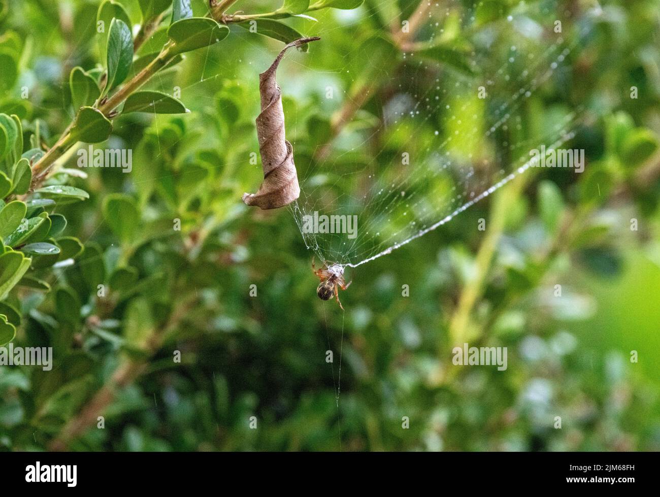 An Australian Garden Orb Weaver Spider (Argiope catenulata) weaving web ...