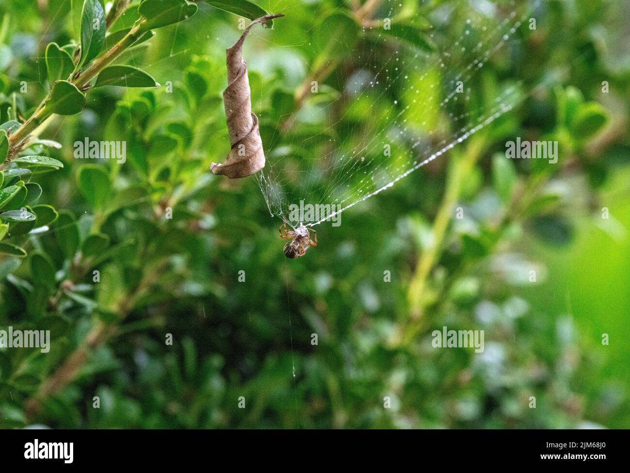 An Australian Garden Orb Weaver Spider (Argiope catenulata) weaving web ...