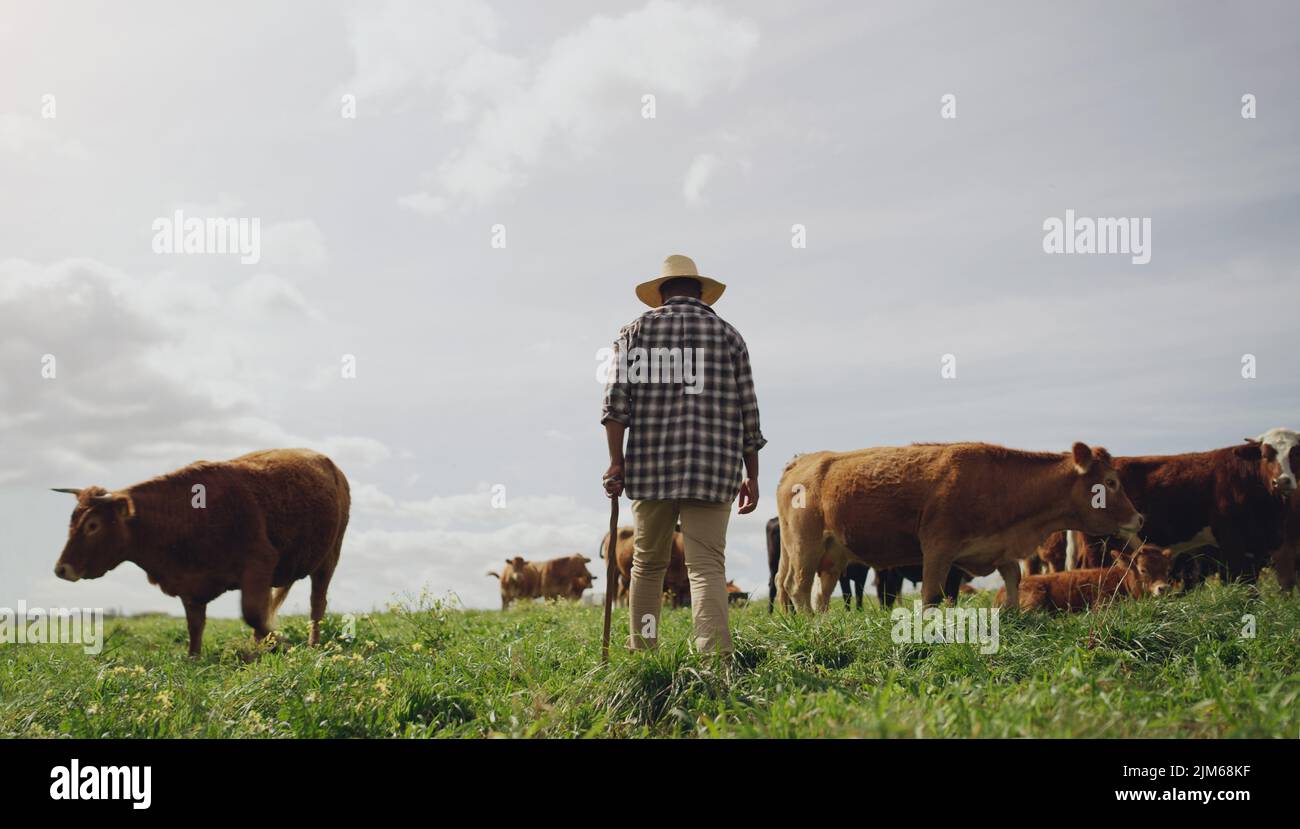 Working cow hi-res stock photography and images - Alamy
