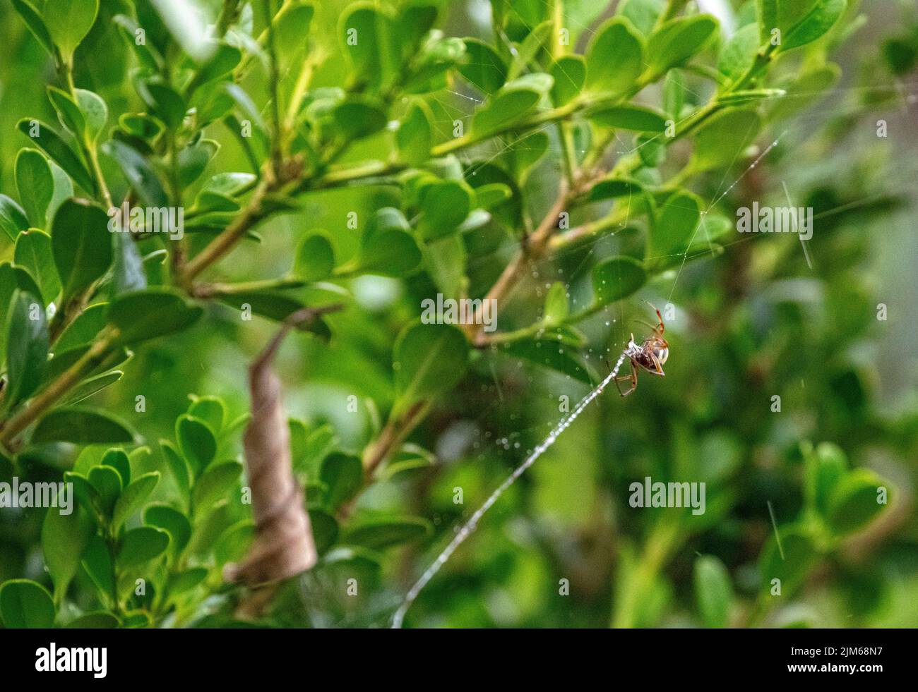 An Australian Garden Orb Weaver Spider (Argiope catenulata) weaving web ...