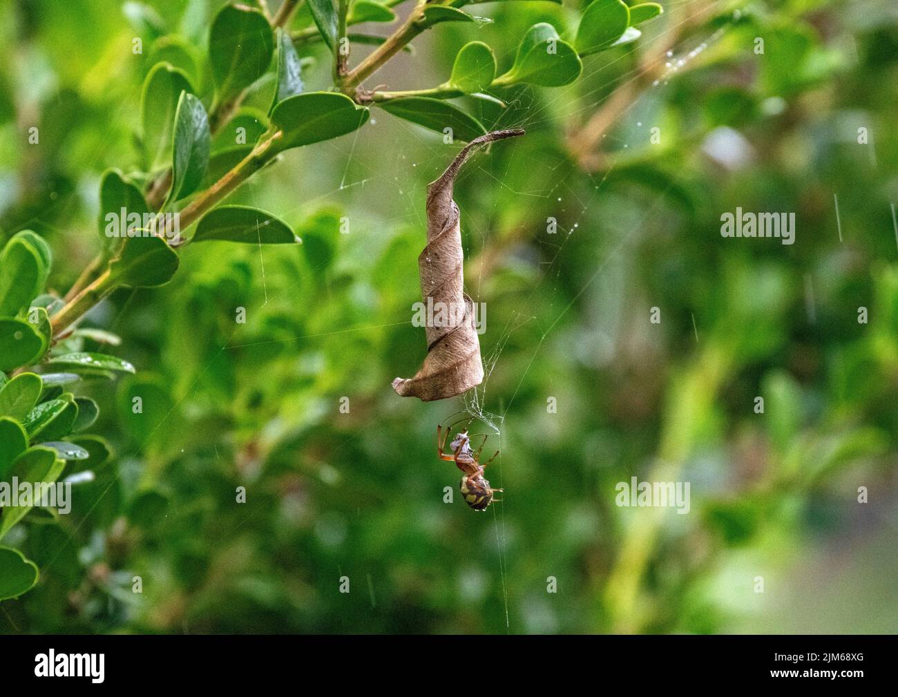 An Australian Garden Orb Weaver Spider (Argiope catenulata) weaving web ...