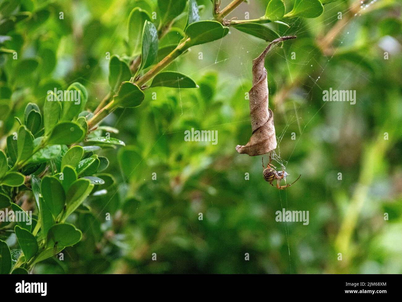 An Australian Garden Orb Weaver Spider (Argiope catenulata) weaving web ...